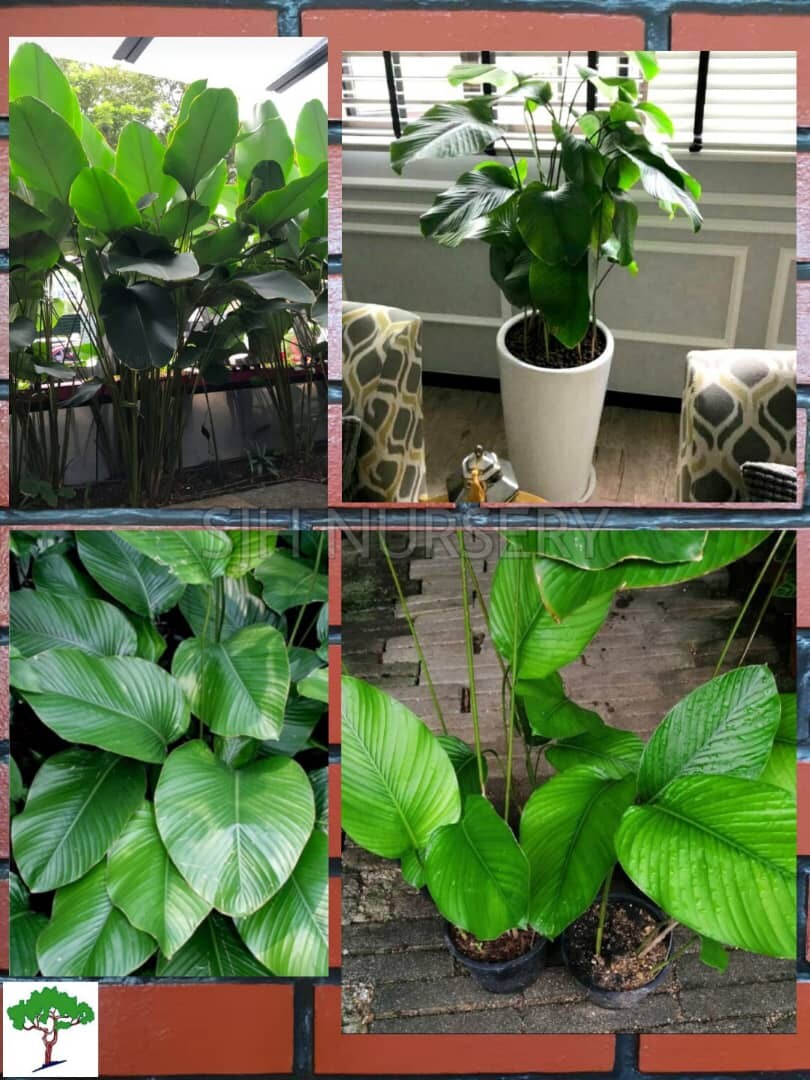 SJH - Thaumatococcus daniellii / Miracle berry plant / 西非竹芋 [Real Plant ...