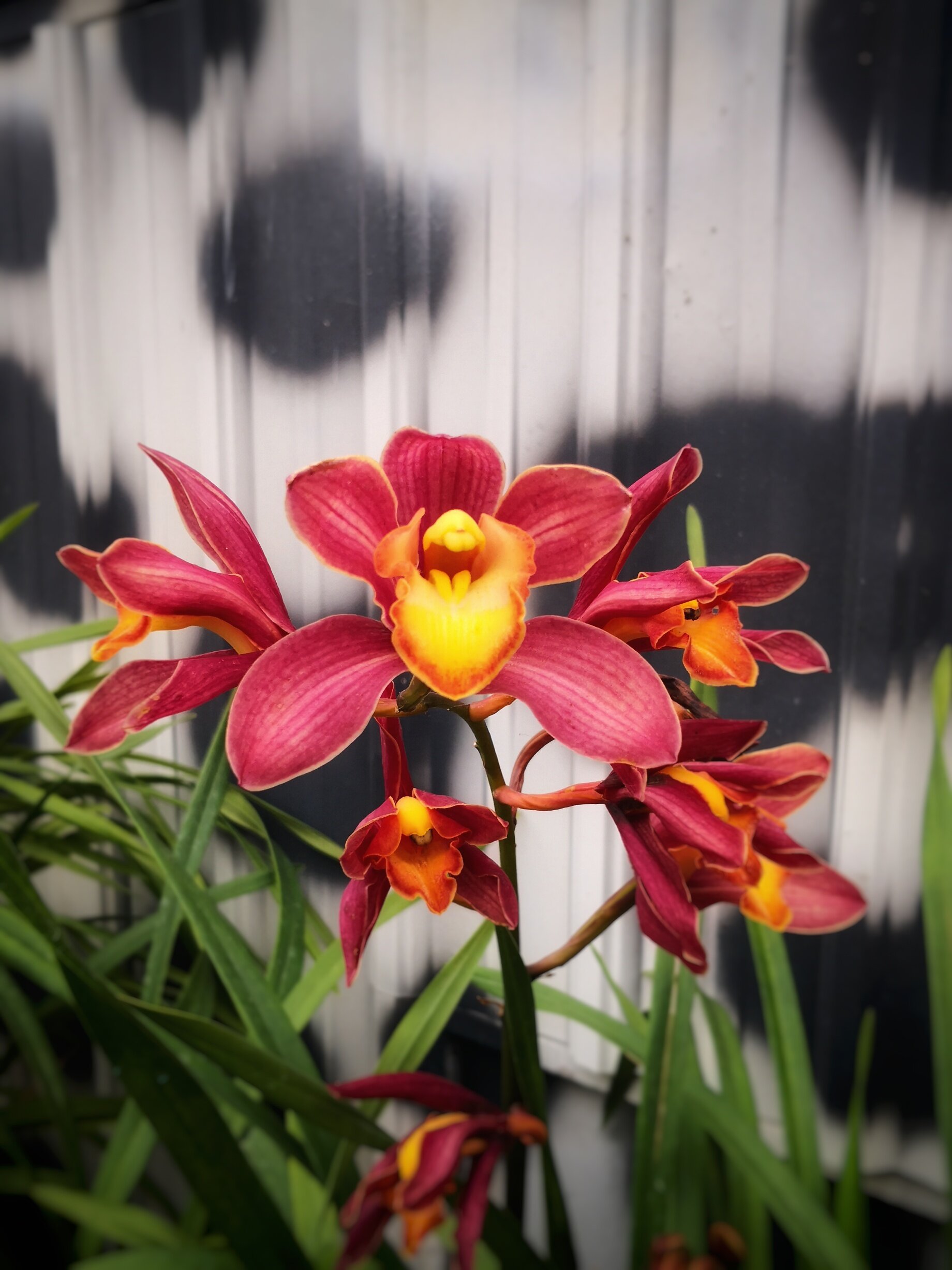 O&R Garden Cymbidium Orchid Bulb [live bulb] | Lazada