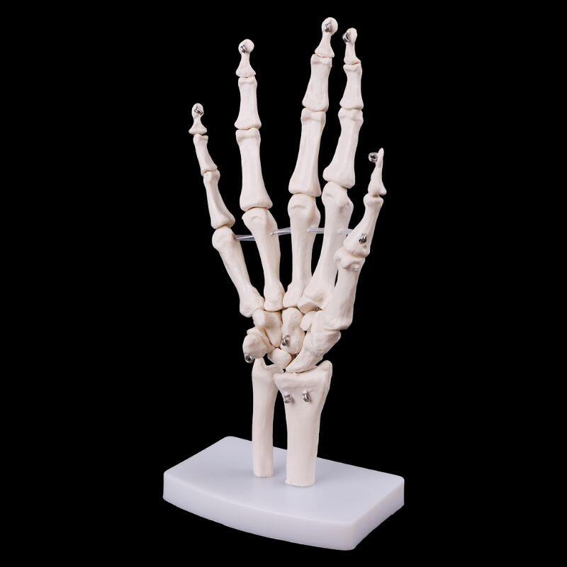 Medical Props Model Free Postage Hand Joint Anatomical Skeleton Model ...