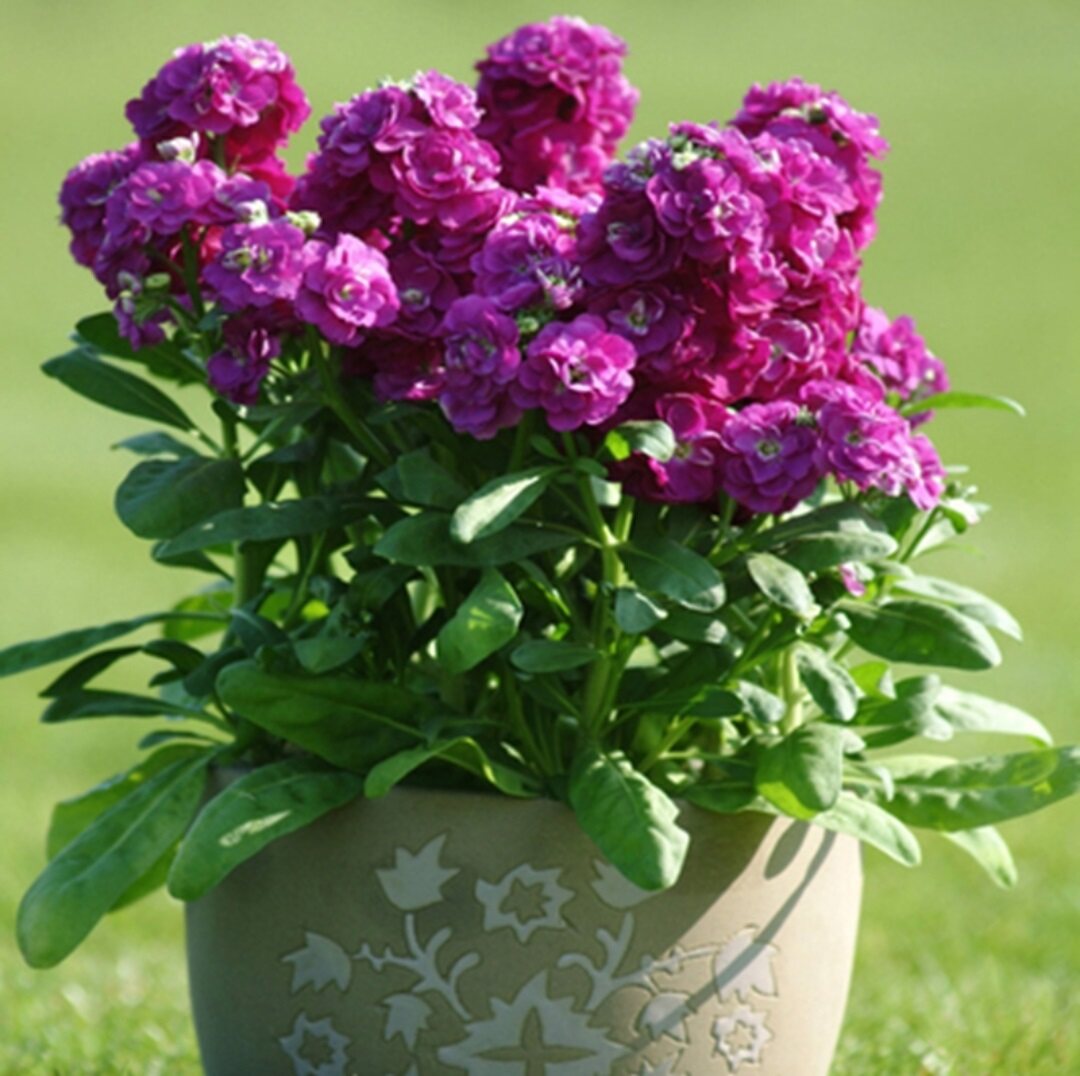 【Ready Stock\现货】Matthiola Incana Seeds 紫罗兰种子 | Lazada