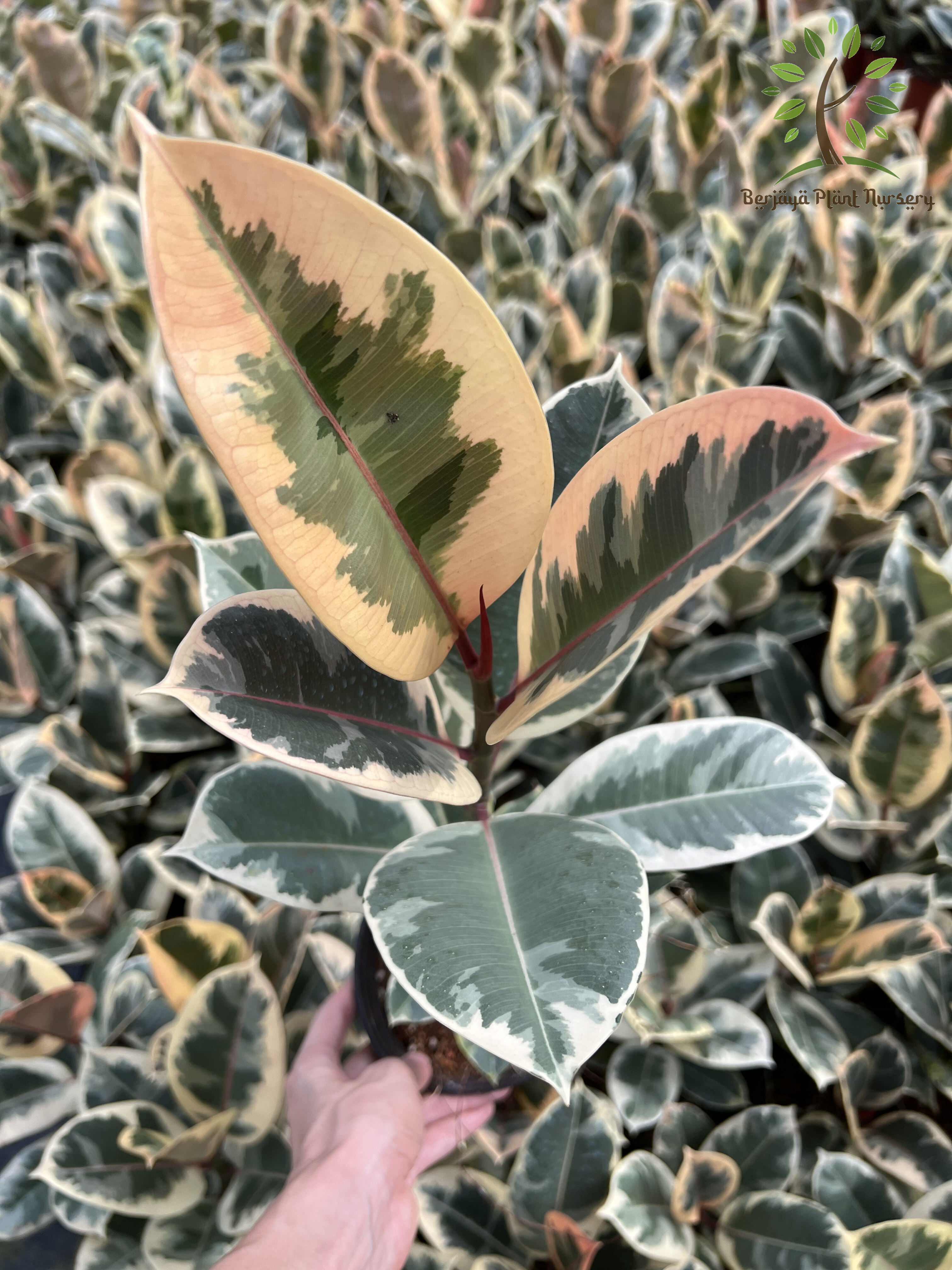 Berjaya Plant Nursery - Ficus Lyrata Bambino/Fiddle Fig(Pokok Ketapang ...