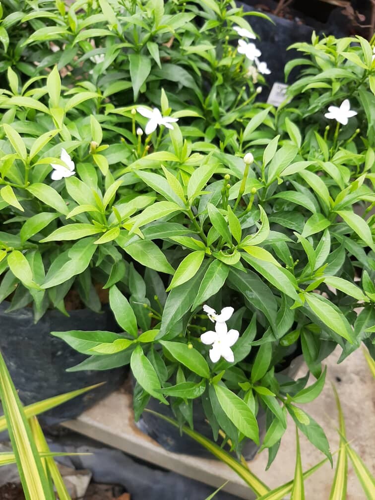 REAL LIVE PLANT ERVATAMIA TABERNAEMONTANA DIVARICATA WITH POLYBAG ANAK ...