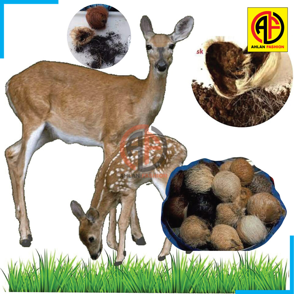 BINTIL KASTURI KIJANG ( KASTURI BIJI) | Lazada