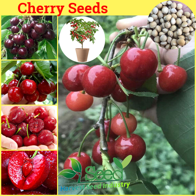 [Easy to grow] Sweet Cherry Seeds for Planting (30 Seeds Per Pck) Benih ...
