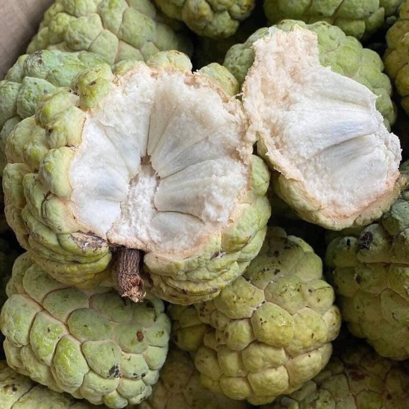Pokok Nona Jumbo Pokok Buah Nona Annona Lazada
