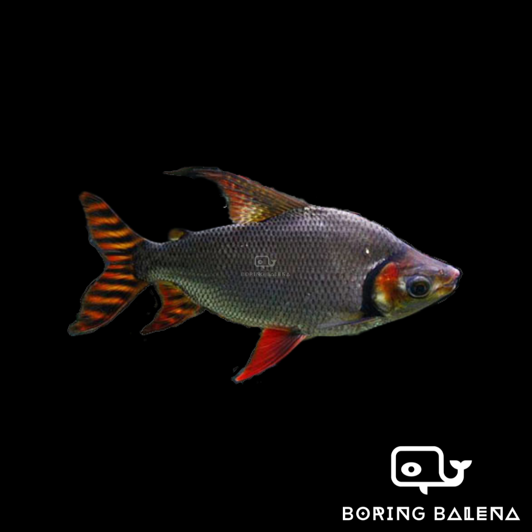 BRBN Phoenix / Fei Feng / Redfin Flagtail - Ikan Fei Feng - Aquarium Freshwater Fish / Ikan Air ...