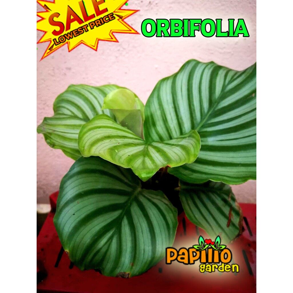 Malaysia Ready Stock 50pcs Calathea Seeds KeladiIndoor Plant House ...