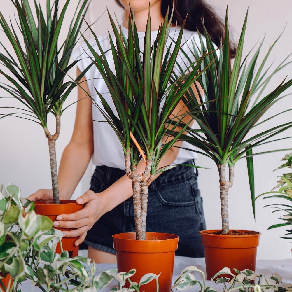 Dragon tree / Dracaena Marginata / Indoor Plant 45-55cm | Lazada