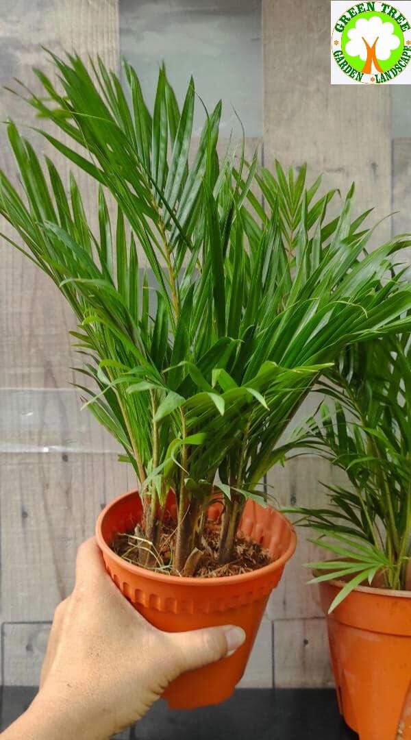 INDOOR PLANT - Red Palm Tree 红葵 / Yellow Palm Tree 散尾葵 / Jawa Palm 爪哇棕榈 ...