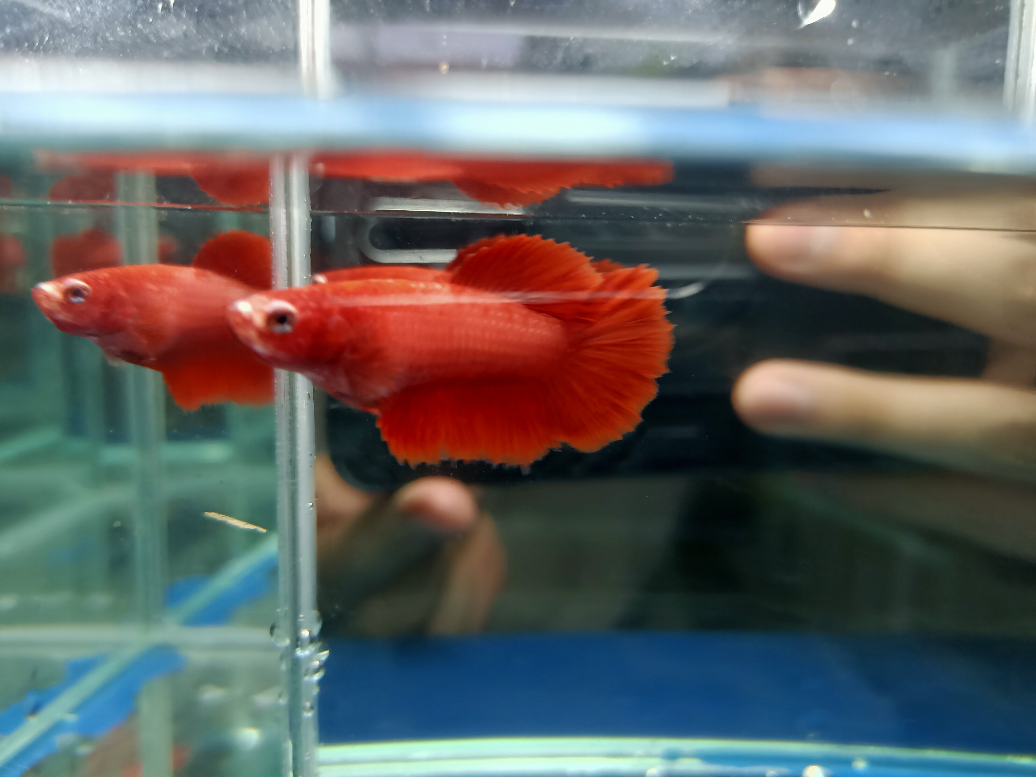 [LIVE FISH.IKAN HIDUP]IKAN LAGA Betta Fish BETTA Super Red Halfmoon ...