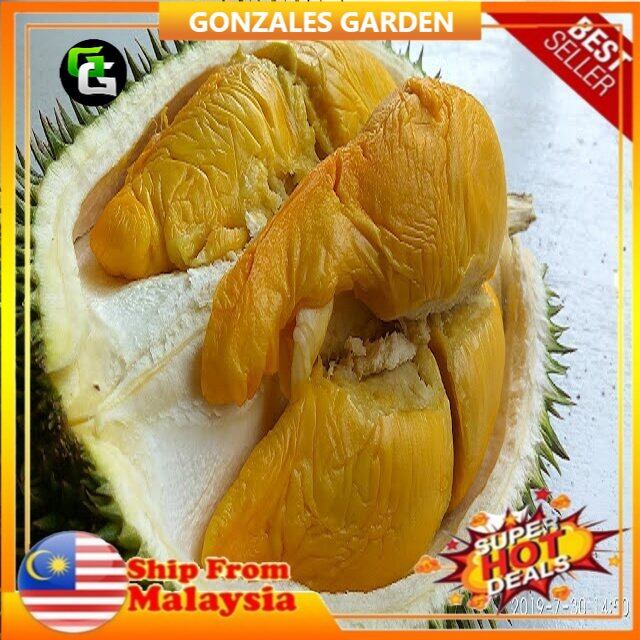 Anak Pokok Durian Horlor Hor Lor D163 Limited Edition Klon Terbaik ...