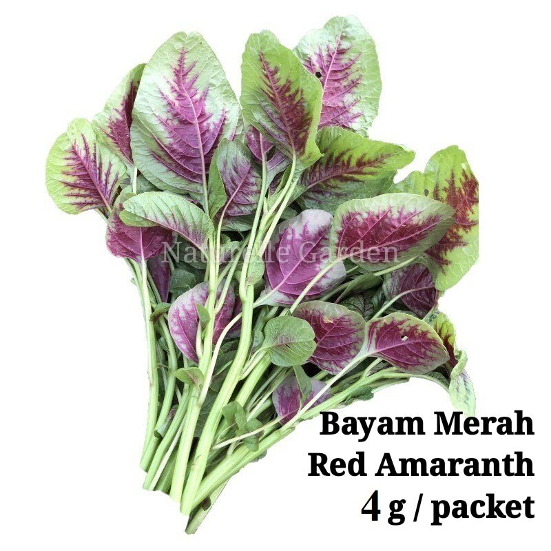 Benih Sayur Bayam Merah Red Amaranth Seeds Benih Sayur Vegetable Seed ...