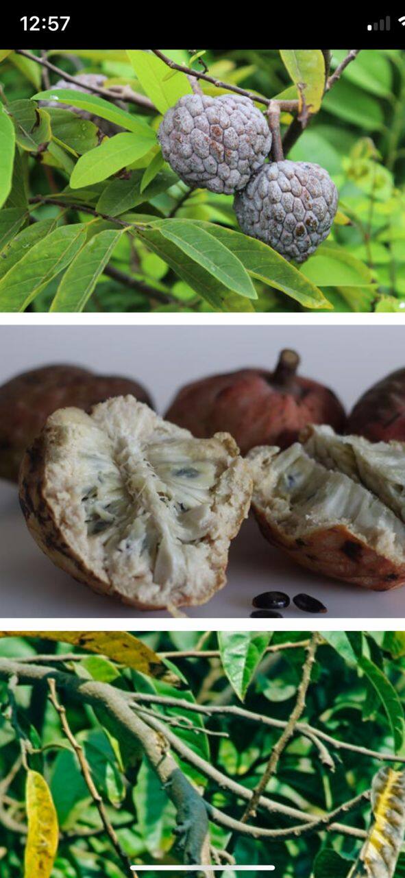 Red Sugar Apple Tree/ High Productive Custard Apple Tree / Pokok Buah ...