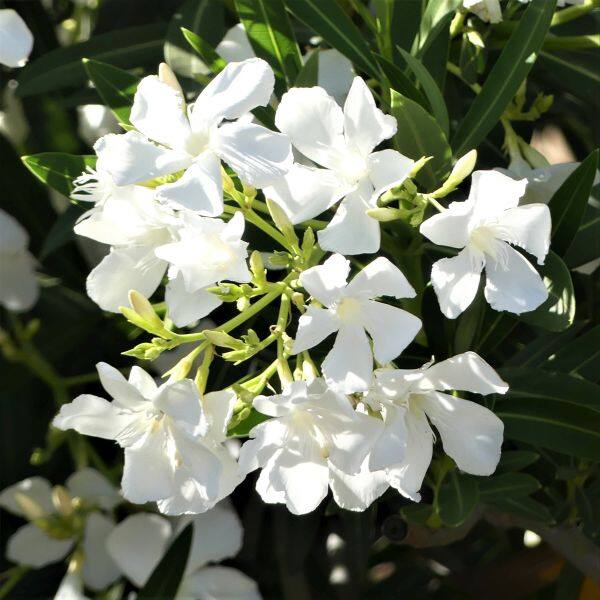 MDC- [ Bunga ] ANAK POKOK White Oleander Plant Sapling / Pokok Bunga ...