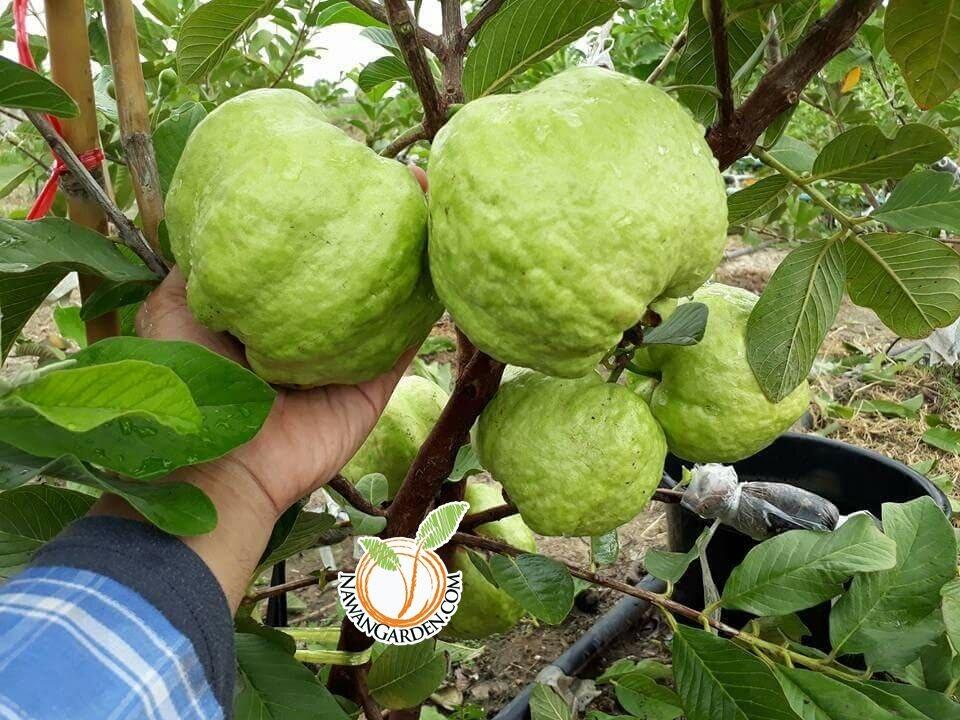POKOK JAMBU BATU LOHAN HYBRID | Lazada