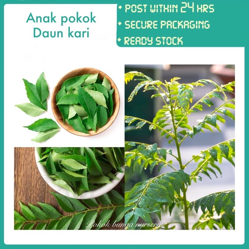 PBN - daun kari - pokok bunga nursery curry tree murraya koenigii ...