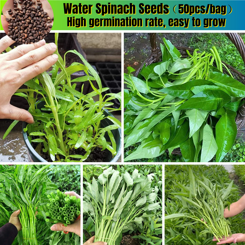 [Easy To Grow Singapore] Water Spanich Seeds Biji Benih Sayur Kangkung ...