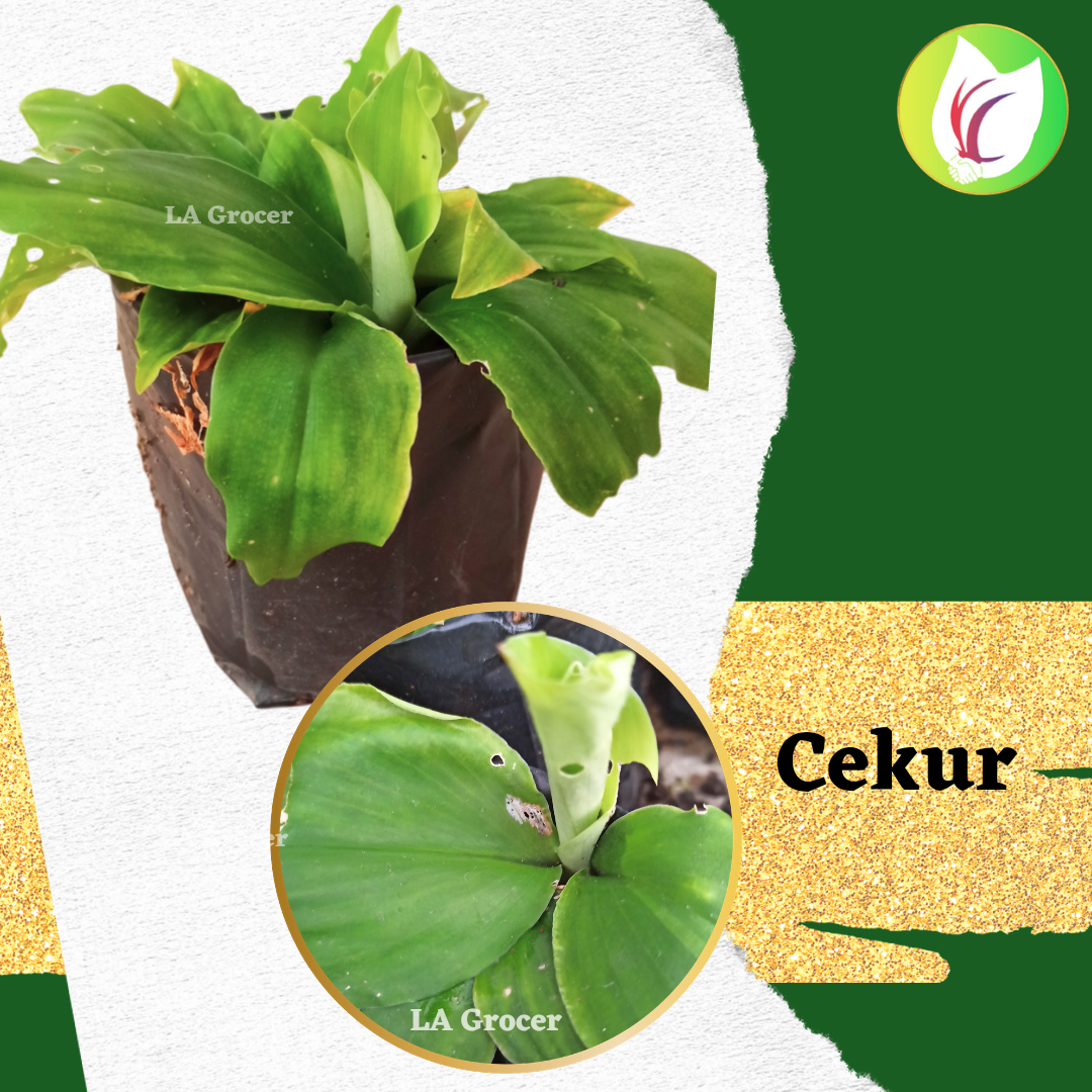 Anak Pokok Cekur | Kencur | Kaempferia Galanga | Sand Ginger | Lazada