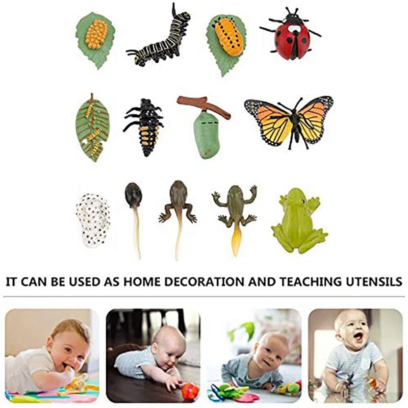 3 Sets Plastic Life Cycle Toys Ladybug Growing Kit Frog Life Cycle ...