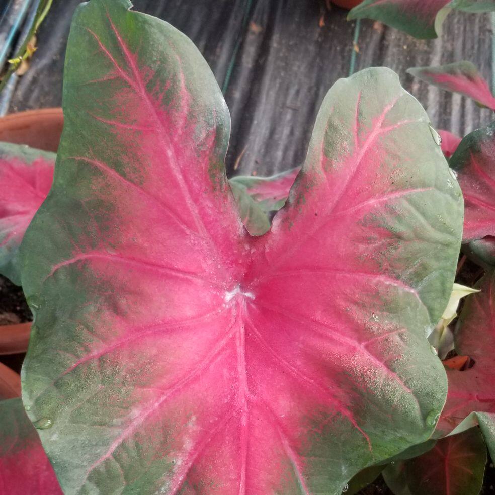 MDC- Caladium "Blaze" live plant in pot 170ml | Lazada