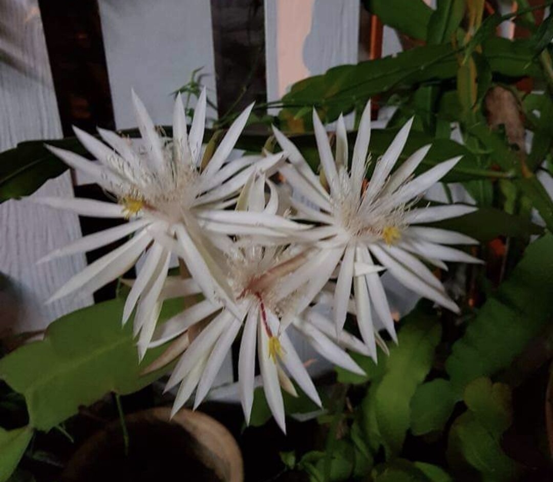 Bakawali Putih - Keratan Daun | Lazada