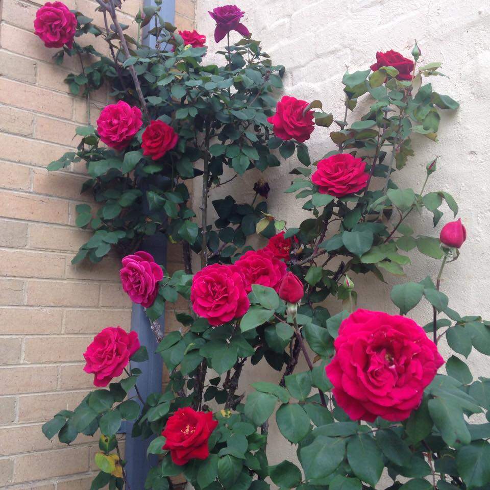 NEW PRODUCT [LIVE PLANT] Climbing Rose RED CASCADE Miniature and Mr ...