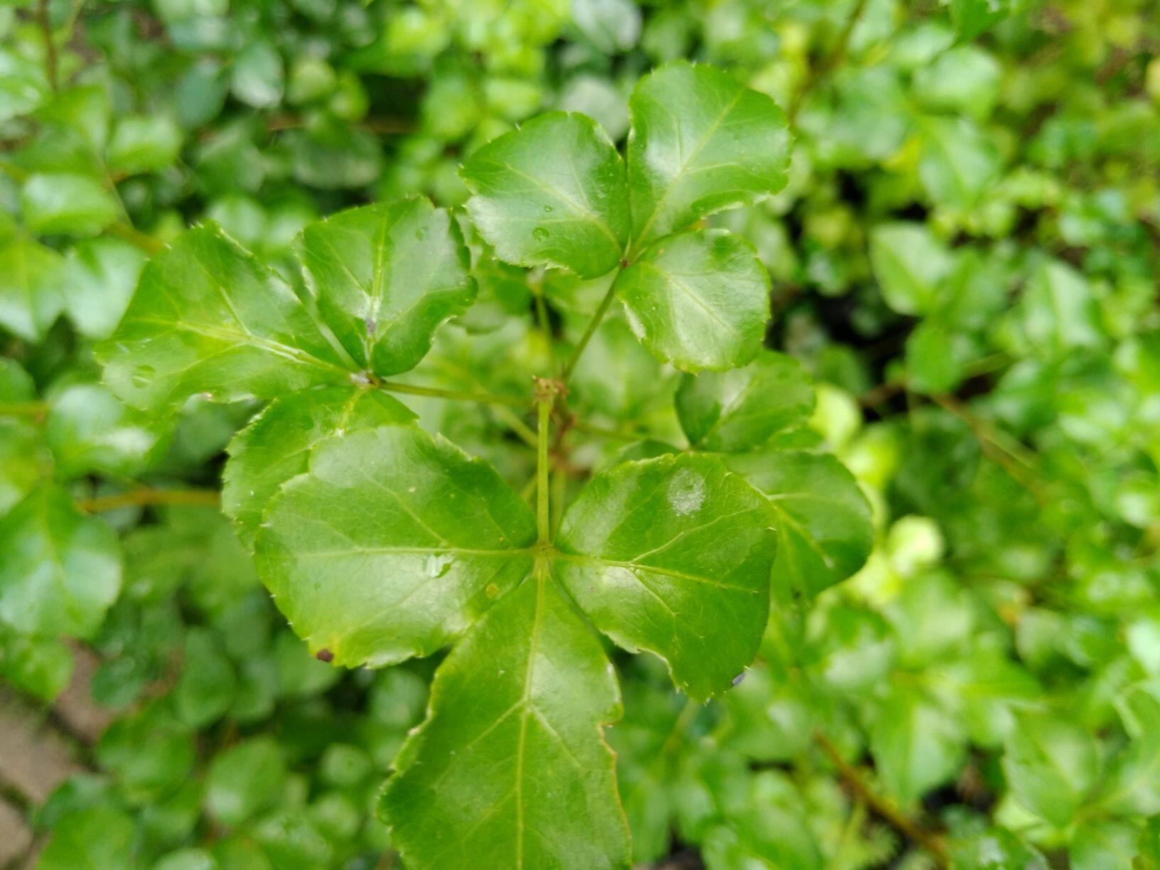 SAM KAR PEI ( 三加皮 ) | ACANTHOPANAX TRIFOLIATUS | PLANT | Lazada