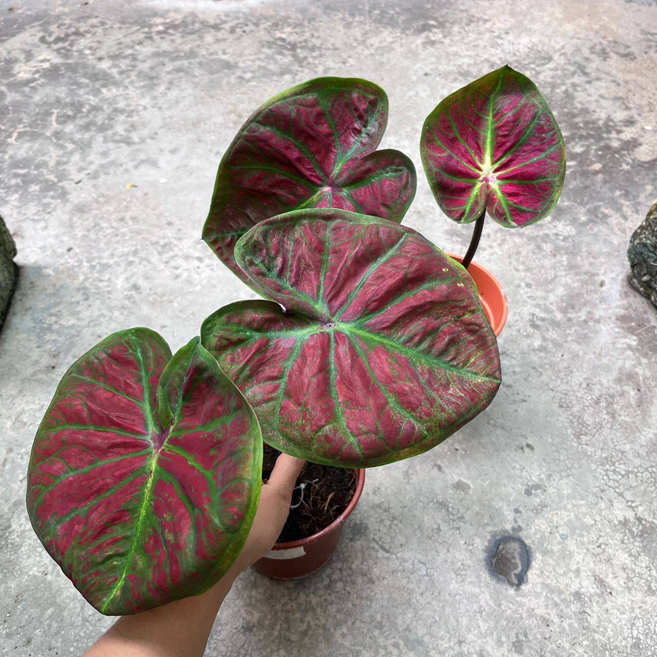 90s Greenovation Live Plant Caladium Tembikai | Lazada