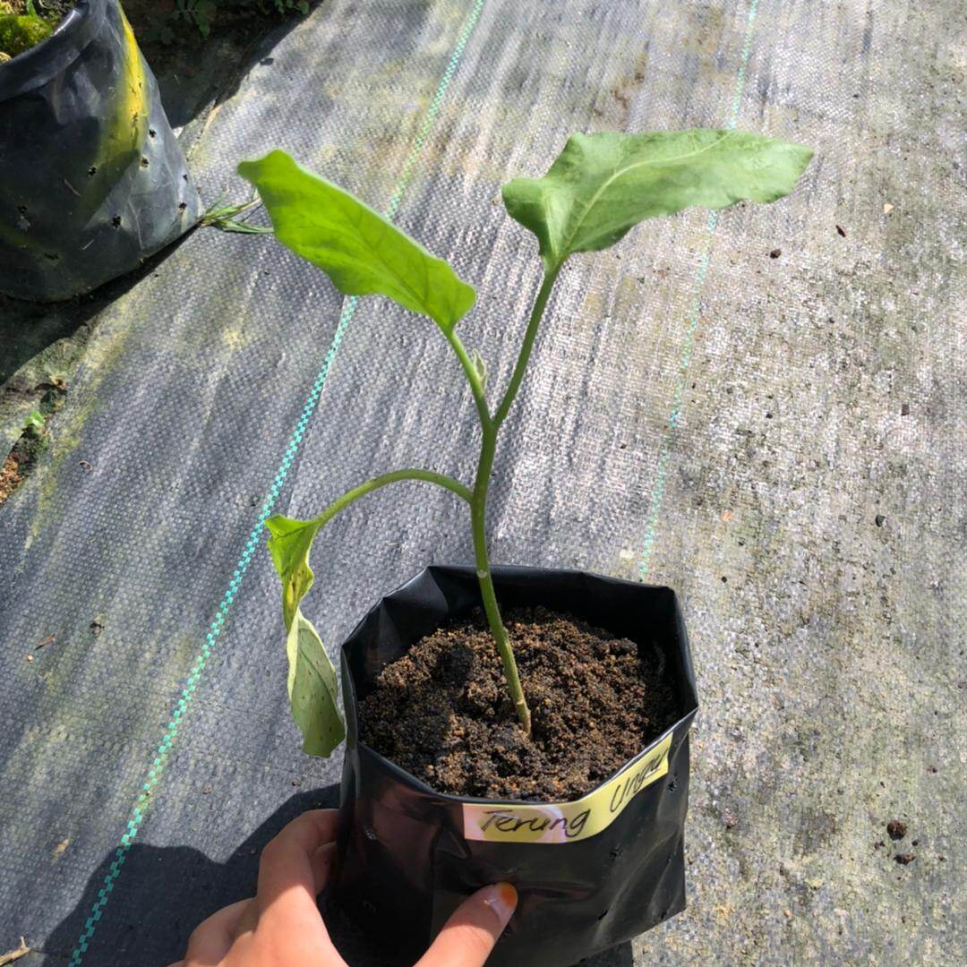 MDC- Anak Pokok Terung Ungu Panjang / Long Purple Eggplant Sapling | Lazada