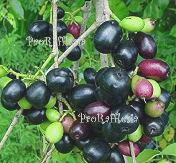 Fruit:Naval Palam/Jamun/Java Plum/Black Plum | Lazada