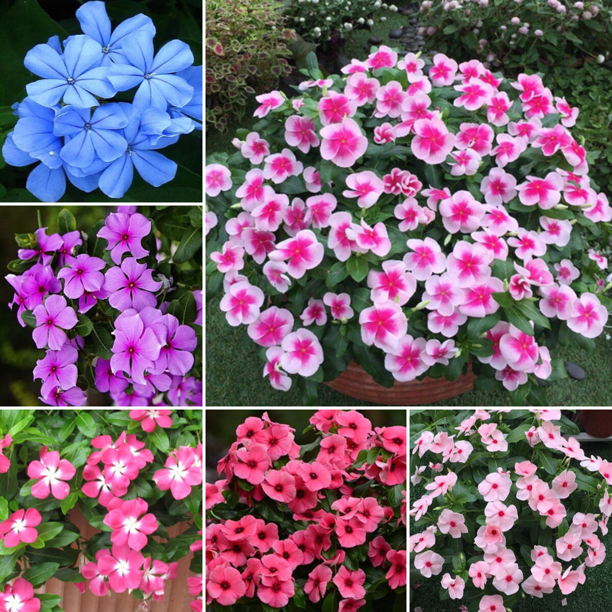 [Fast Germination] Ready Stock In Philippines High Quality Mixed ...