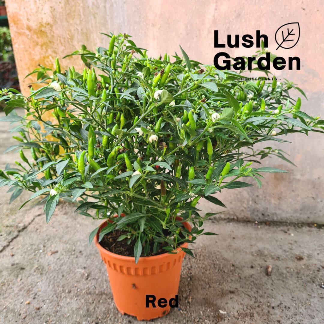 Chili Plant Hot/ Pokok Cili Api 辣椒树 150mm Pot Edible Live Plant ...