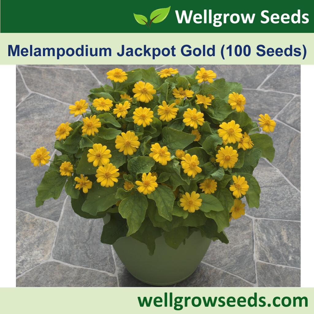 Melampodium Jackpot Gold (100 sds) (Butter Daisy) Flower Seeds Wellgrow ...