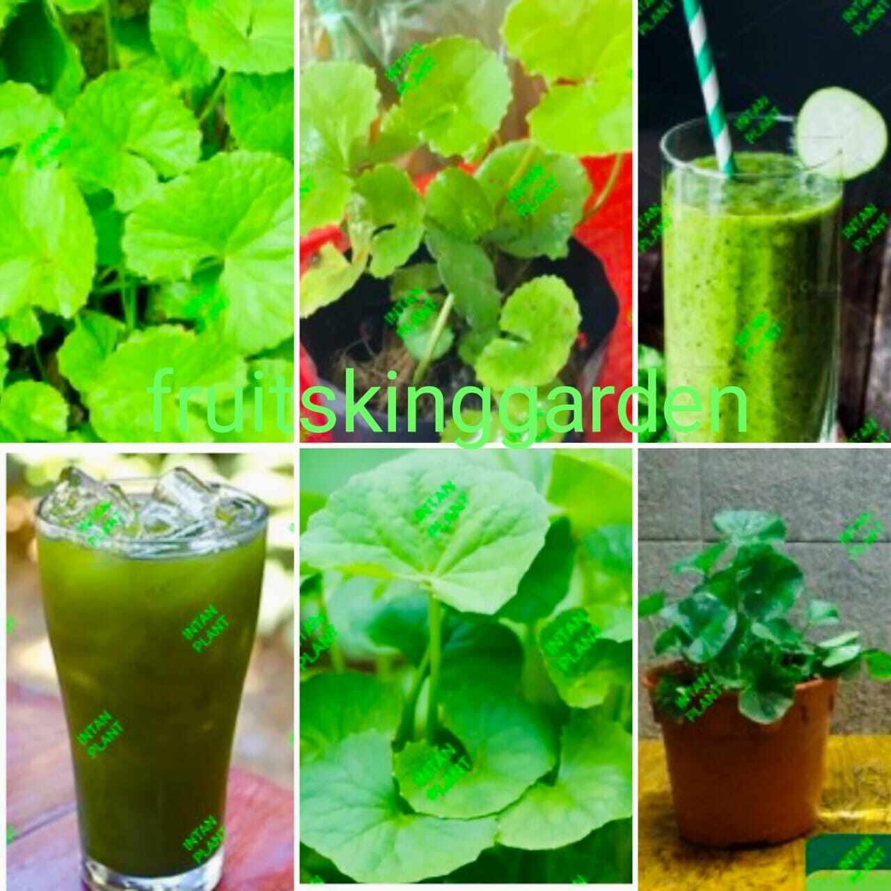 POKOK HIDUP PEGAGA ULAM GOTU KOLA TANAM DALAM POLYBAG / PENNYWORT ...