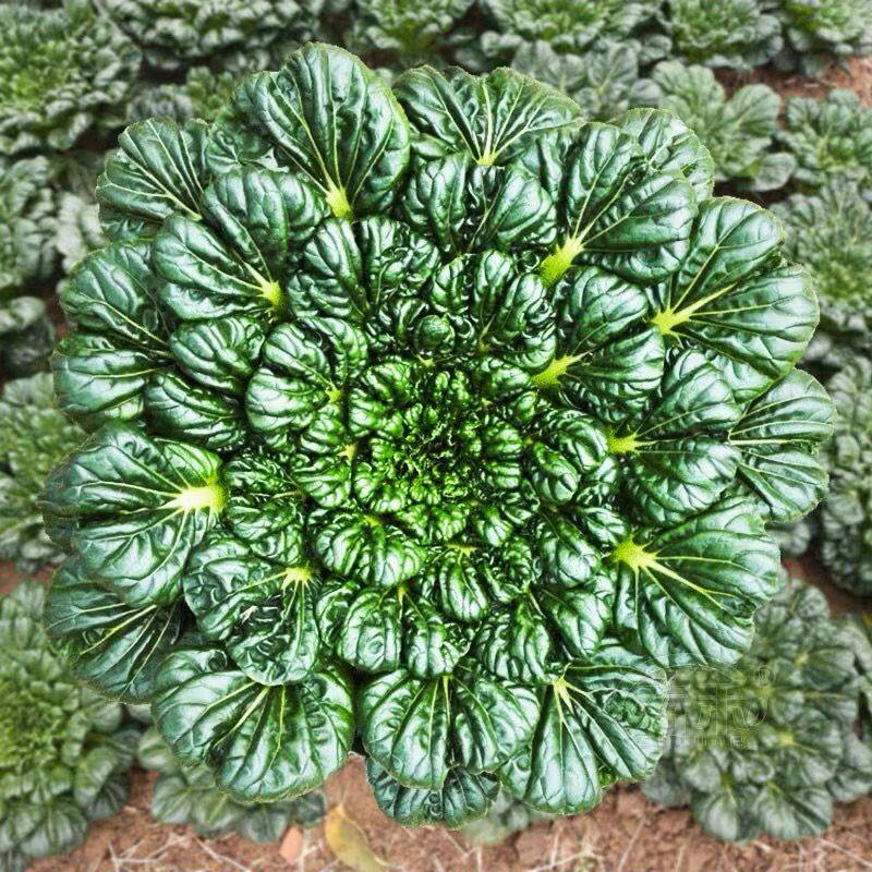 Benih Taku Choy / Rosette Bok Choy Seeds / 乌塔菜种子"100pcs | Lazada