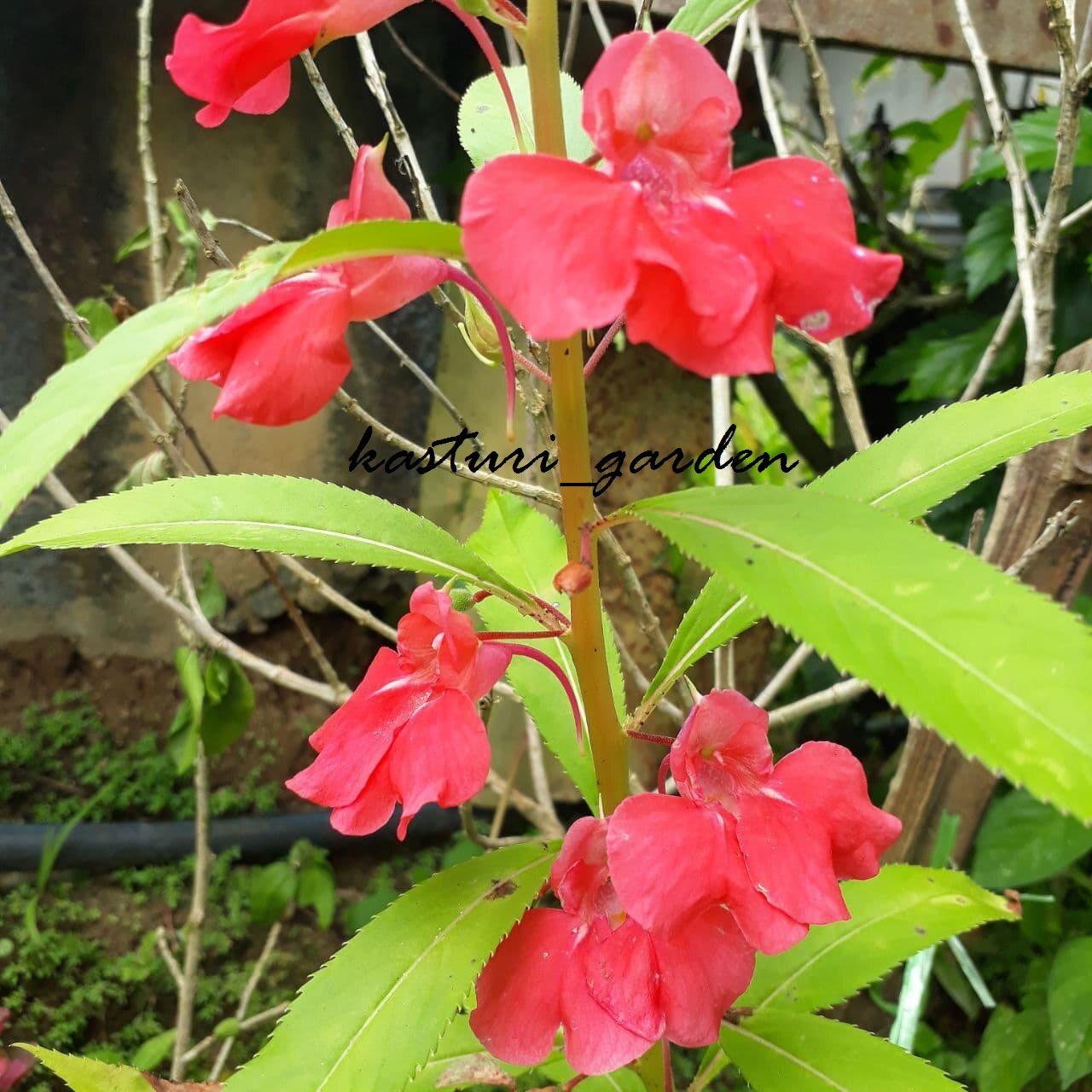 Biji Benih Bunga Keembung Keembong Kampung Garden Balsam Seed Flower ...