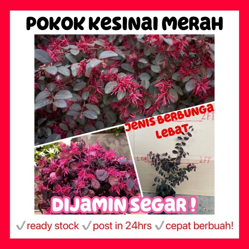 Rina • pokok kesinai merah • Sinai mas loropetalum chinense chinese ...