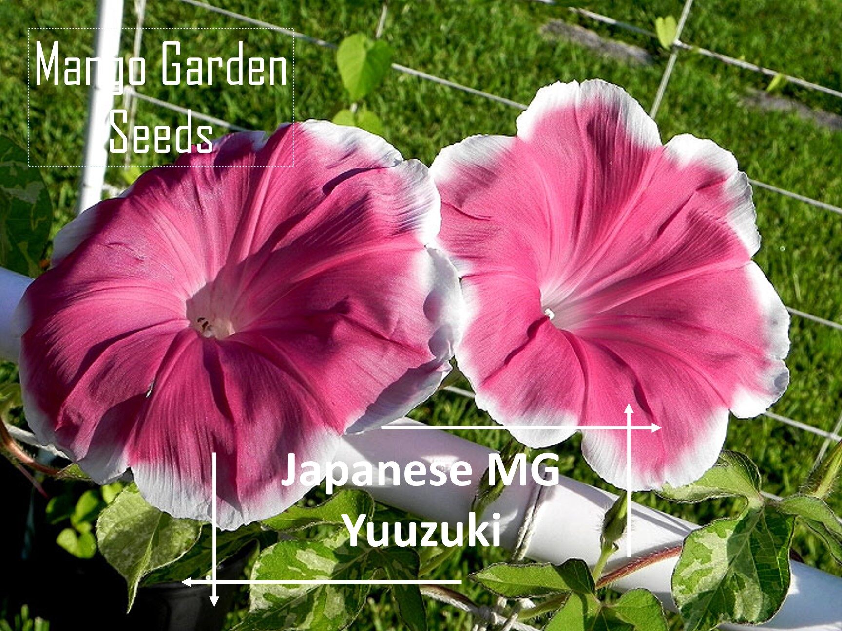 Yuuzuki Japanese Morning Glory Seeds - 2 Seed *Pot Friendly* Tanam Pasu ...