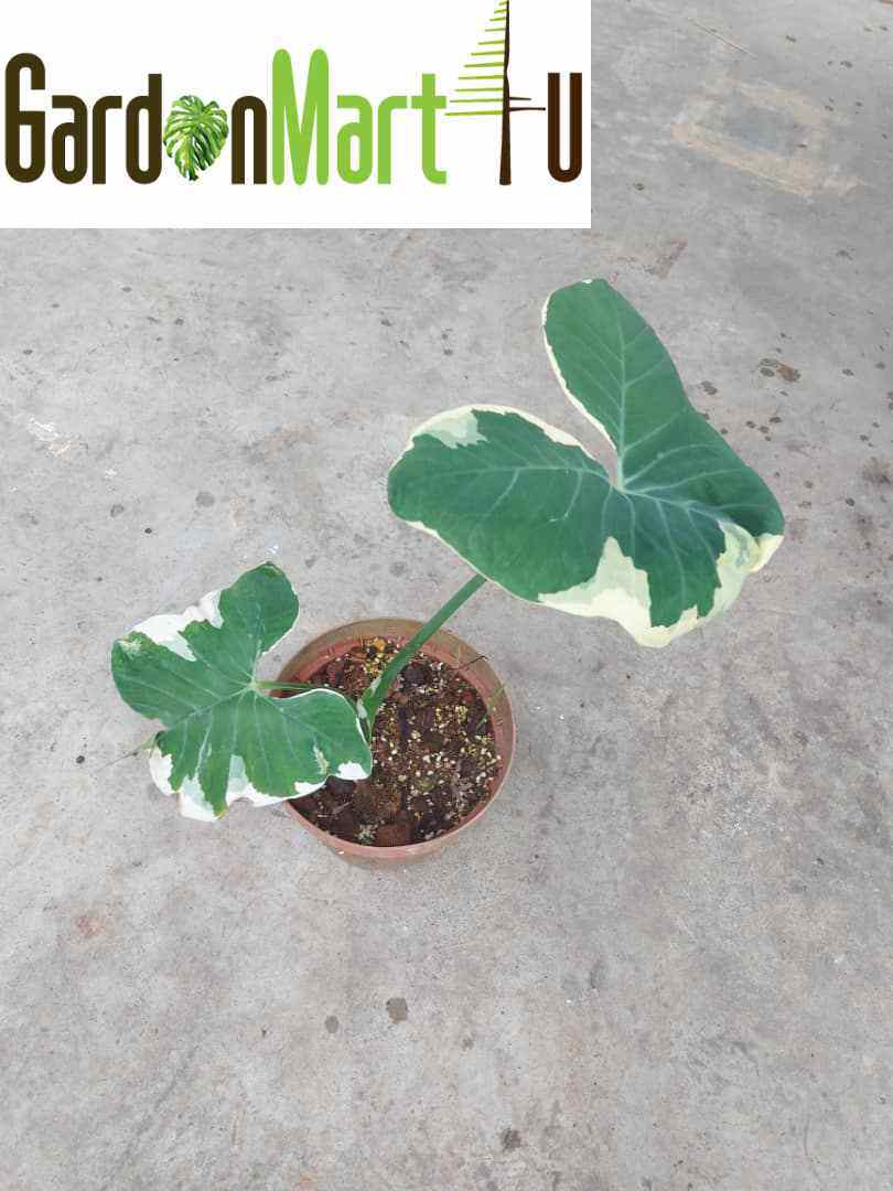 GardenMart4U Alocasia Mickey Mouse Live Plant Rare Species Variegated ...
