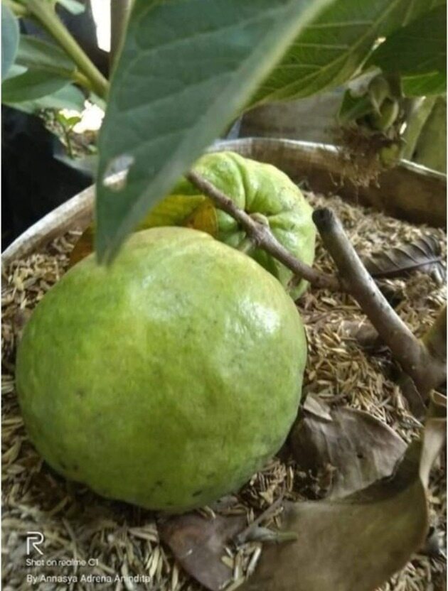 【GW】pokok benih jambu tiada biji | Lazada