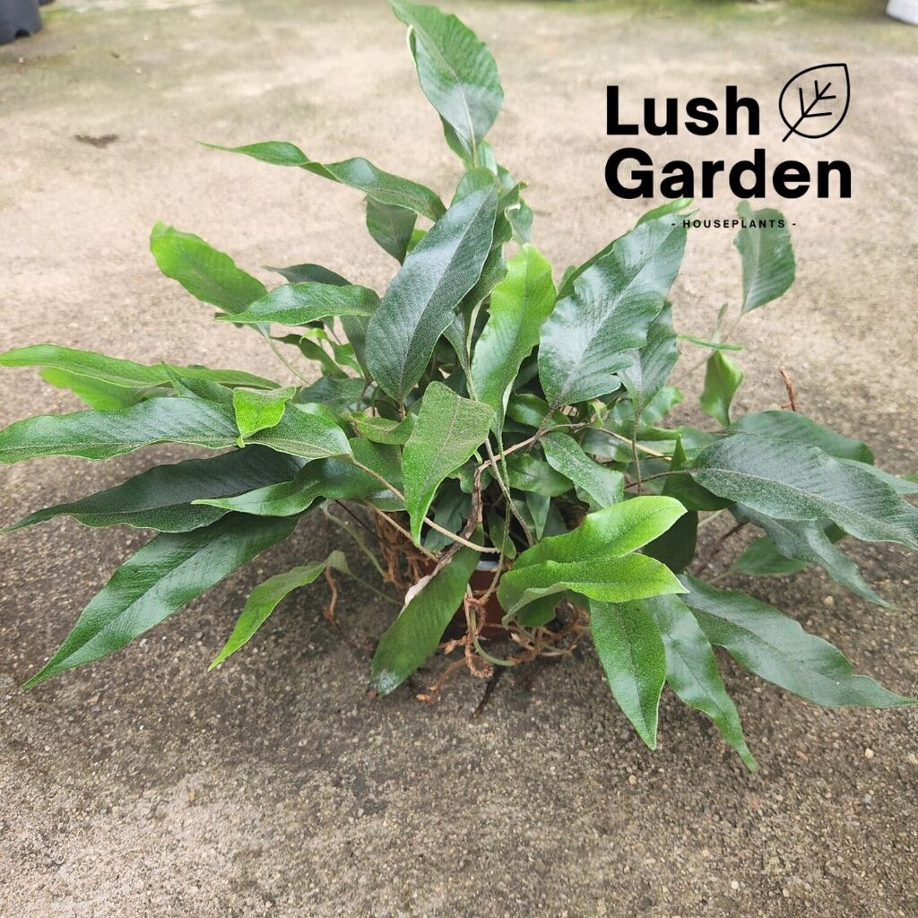Pyrrosia Lingua / Tongue Fern 石韦 150mm Pot Live Plant Pokok Hiasan ...