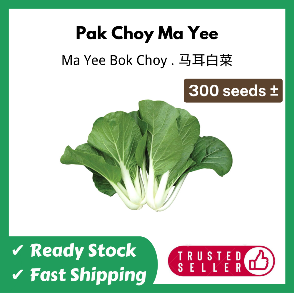 Vegetable Seeds / Biji Benih Sayur : Pak Choy Ma Yee . Ma Yee Bok Choy ...