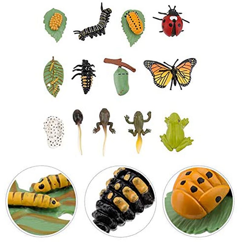 3 Sets Plastic Life Cycle Toys Ladybug Growing Kit Frog Life Cycle ...