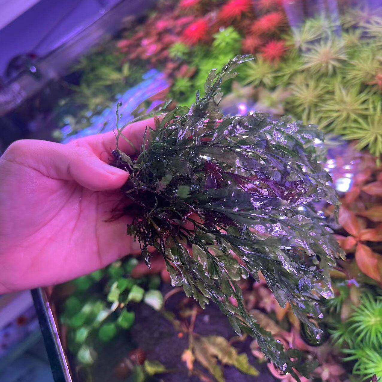 [Aquatic Plant] Rare Bolbitis Mini Dwarf Heudelotii Short African Water ...