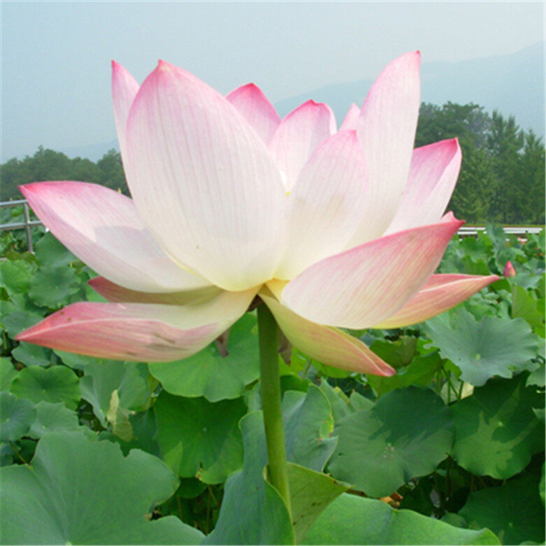 Malaysia Ready Stock 5pcs Lotus water lily bonsai seed garden hobbies ...