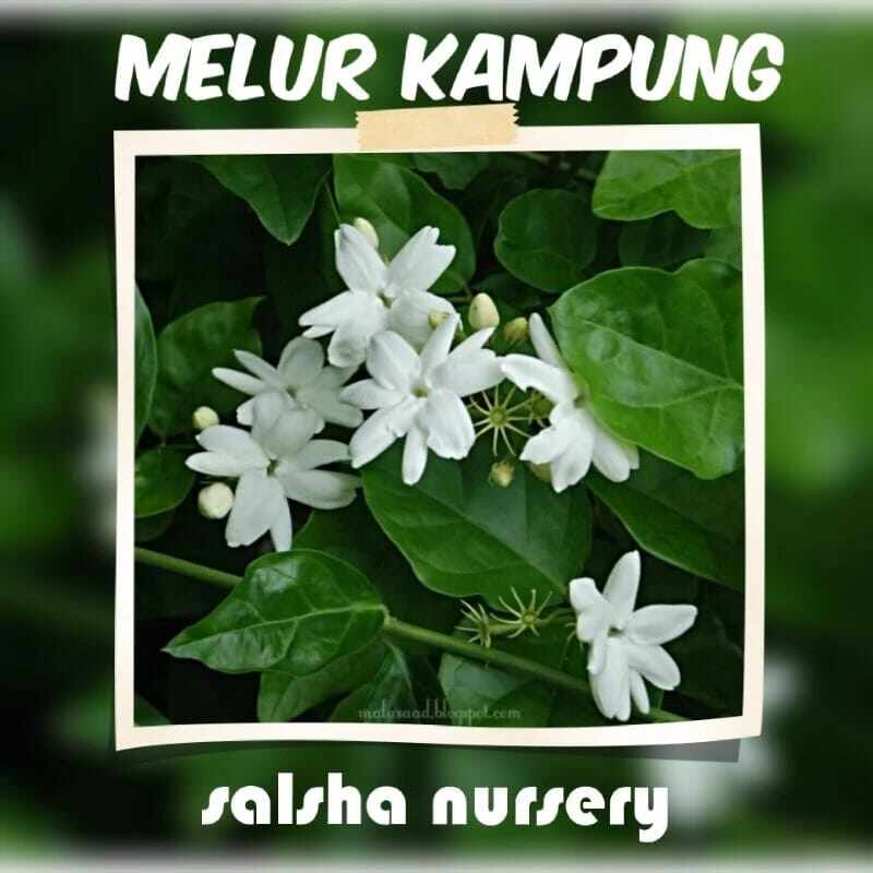 Pokok Bunga Melur Wangi | Lazada