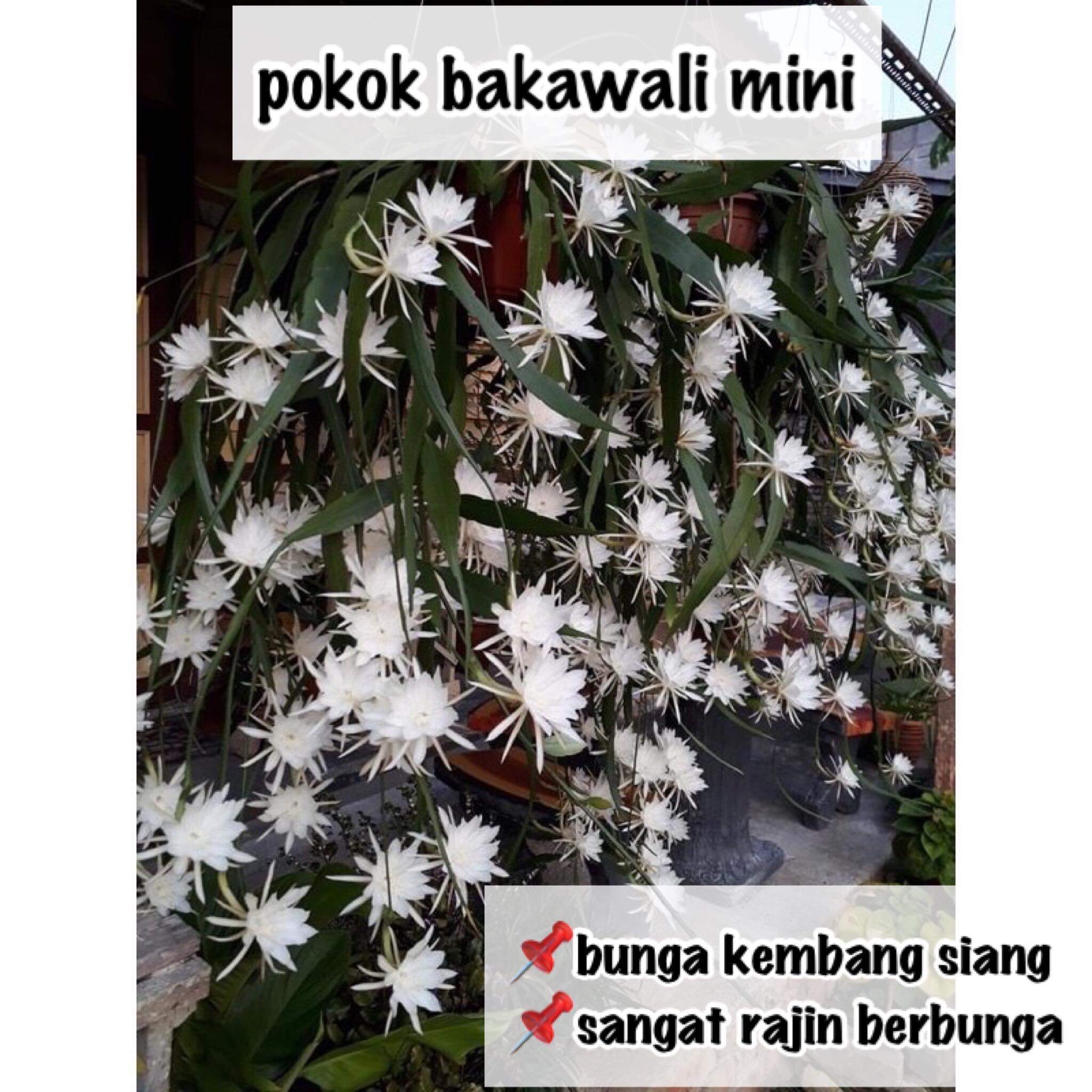 Keratan dan Pokok (cutting and live plant) bakawali mini, bunga putih ...