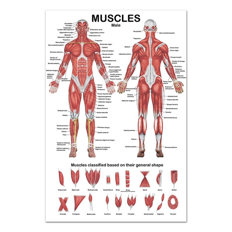Professional Human Muscular System Anatomical Chart Human Muscle ...