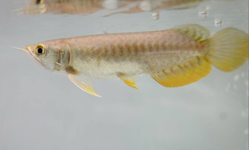 Super High Back Golden Arowana 4"inch | Lazada