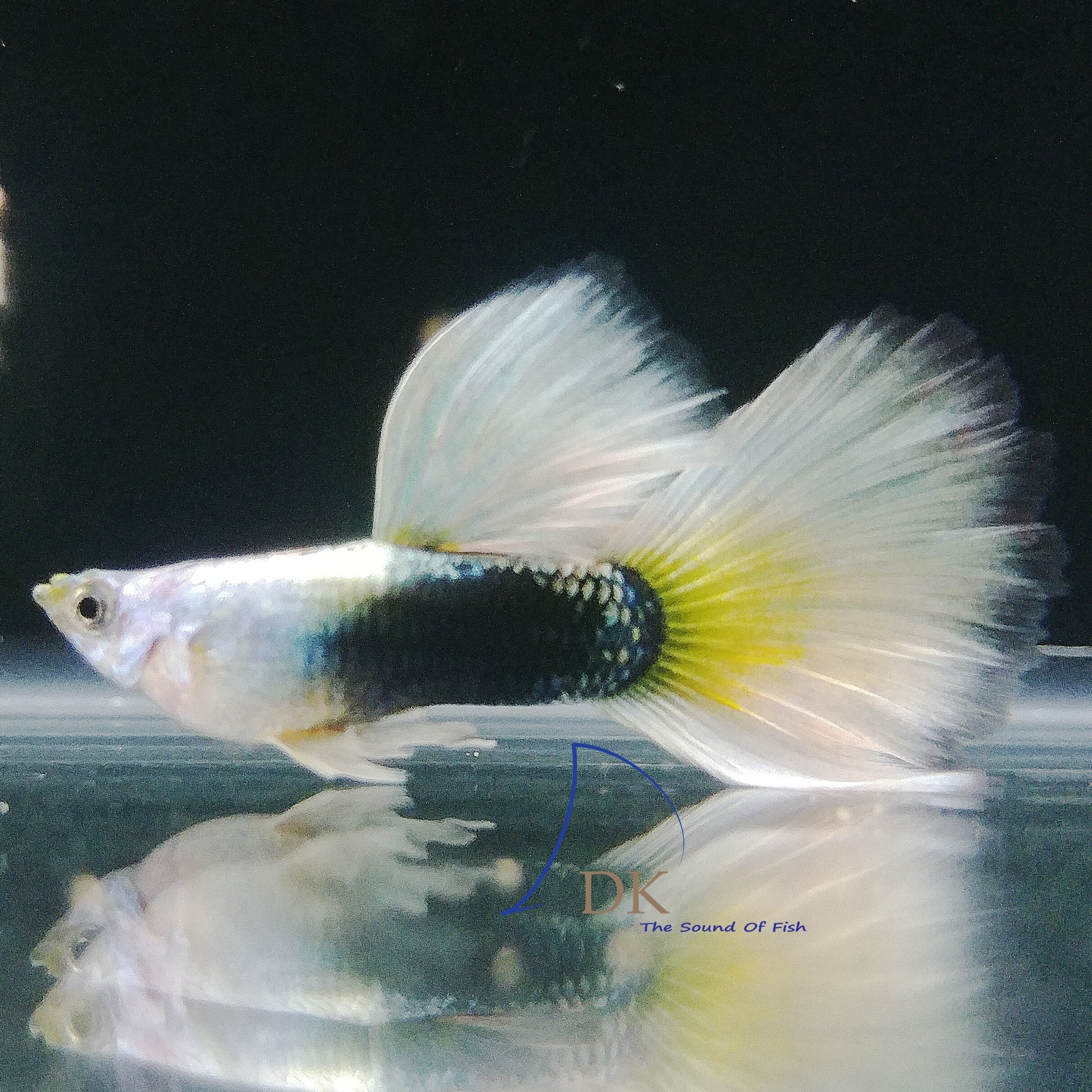 Silverado HB Pastel guppy fish pure strain 艾尔银黄尾礼服, ships in a ...